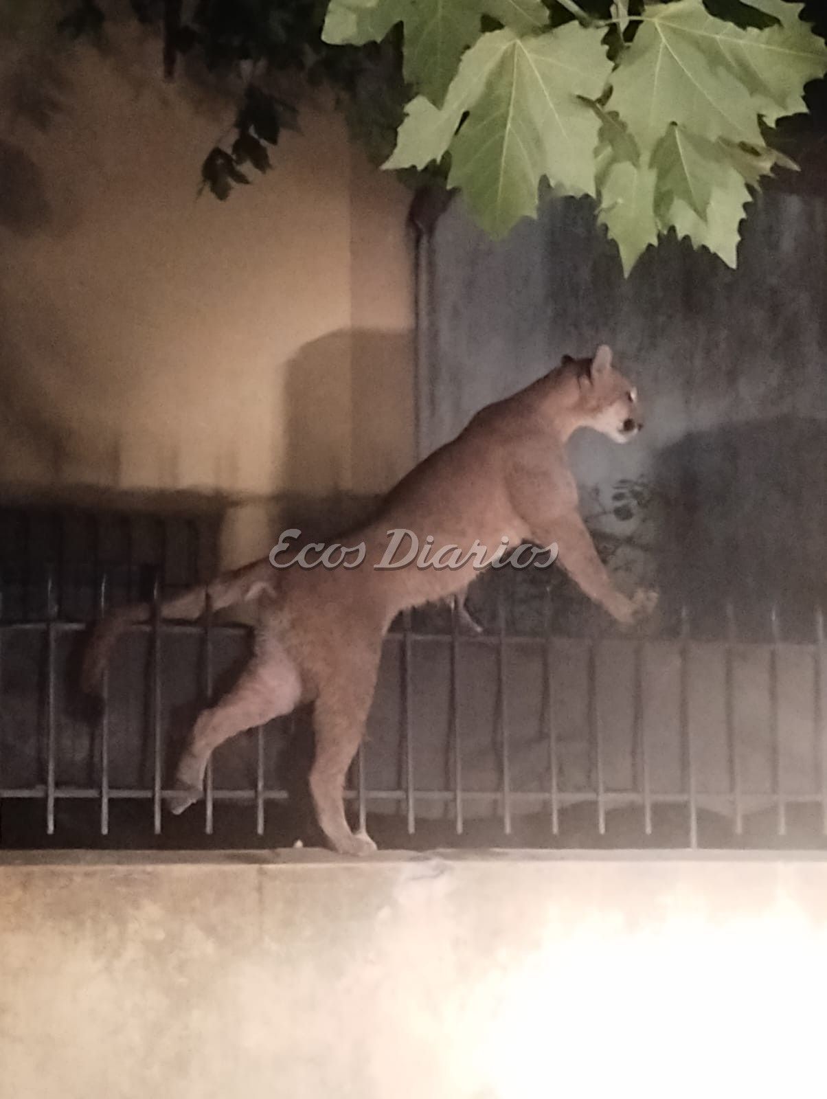 Un puma apareció a metros del centro de Necochea, causó temor y se hizo ...