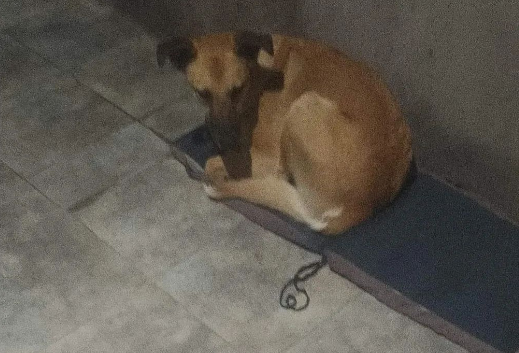 "Rubio", el perro que movilizó a guardavidas, al Intendente y a la ...