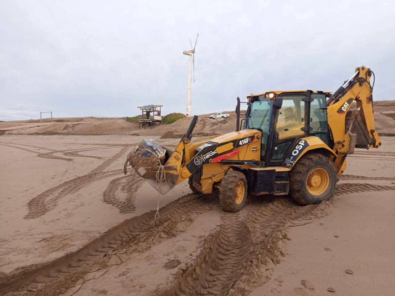 Enterraron una tortuga laúd gigante en la playa para preservar su ...